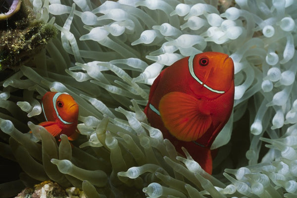 Spinecheek Anemonefish posters & prints by Corbis