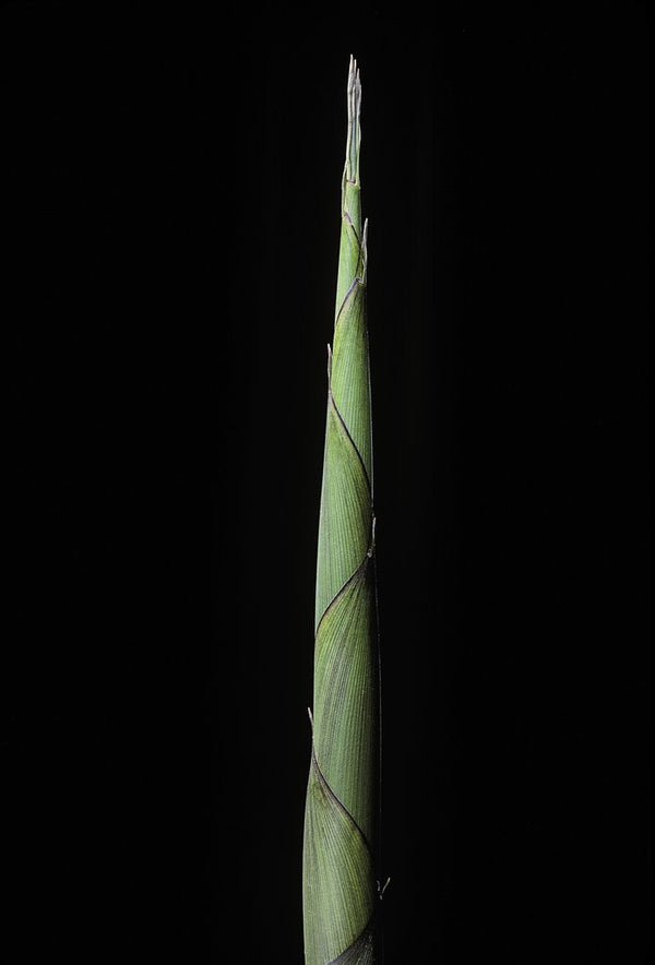 Phyllostachys decora (beautiful bamboo) - shoot posters & prints by ...