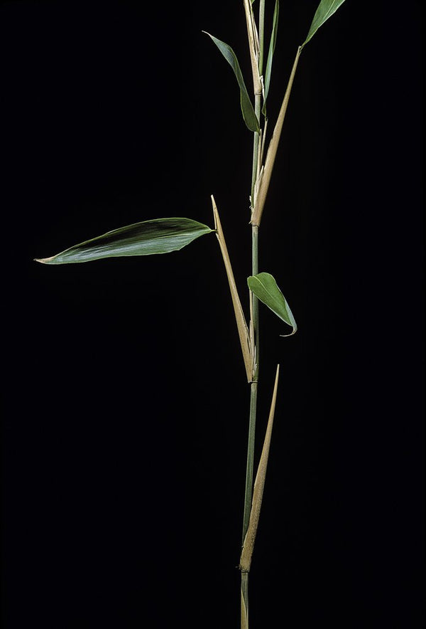 Sasa latifolia (bamboo) posters & prints by Anonymous