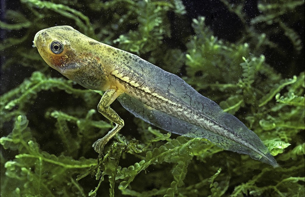 Tadpole With Legs Free Photos | Tadpole With Legs