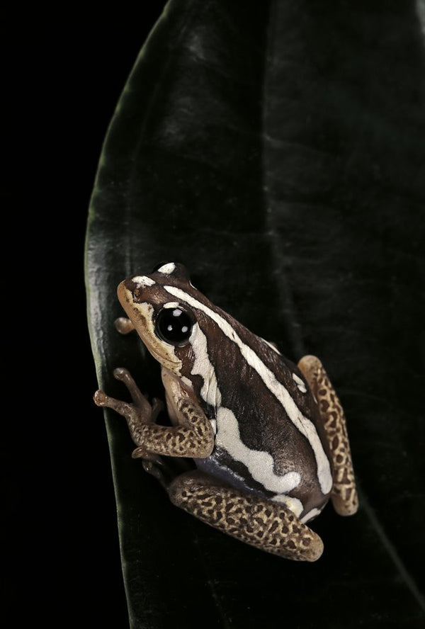 Hyperolius marmoratus (marbled reed frog, painted reed frog) posters ...