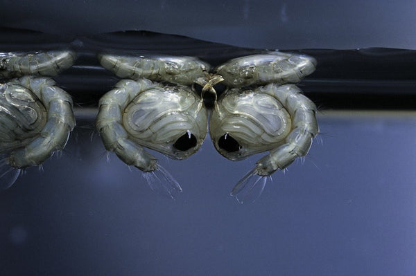Culex pipiens (common house mosquito) - pupae posters & prints by Corbis
