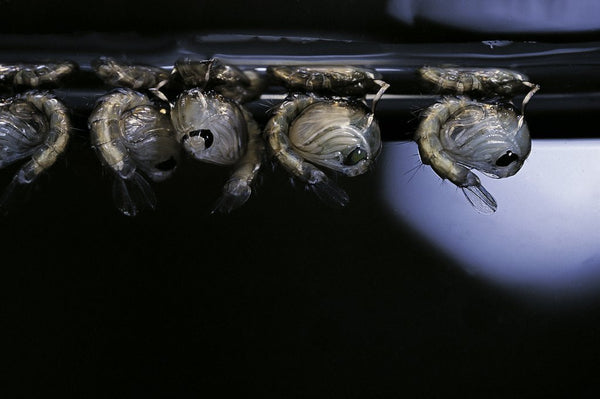 Culex pipiens (common house mosquito) - pupae posters & prints by Corbis