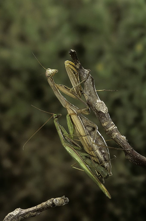 Mantis religiosa (praying mantis) - mating posters & prints by Anonymous