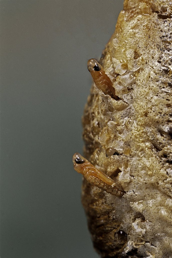 Mantis religiosa (praying mantis) - hatching posters & prints by Anonymous