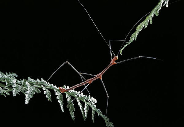 Oreophoetes peruana (peruvian fire stick) posters & prints by Corbis