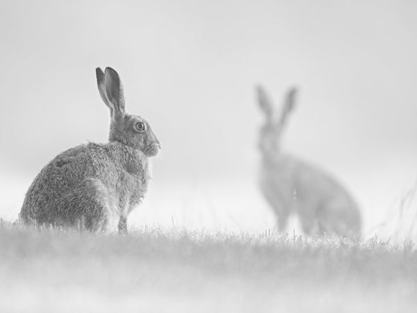 Standoff posters & prints by @wildmanrouse