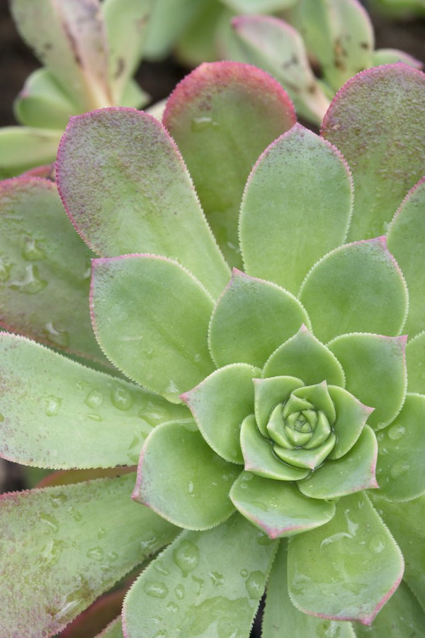 Aeonium Decorum 'Variegatum' posters & prints by Anonymous