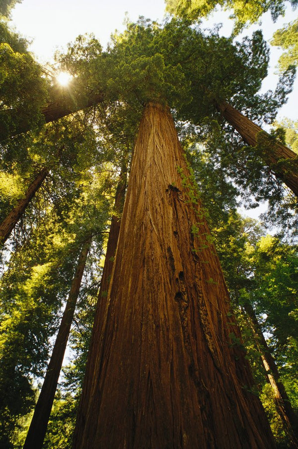 Redwood Tree posters & prints by Corbis