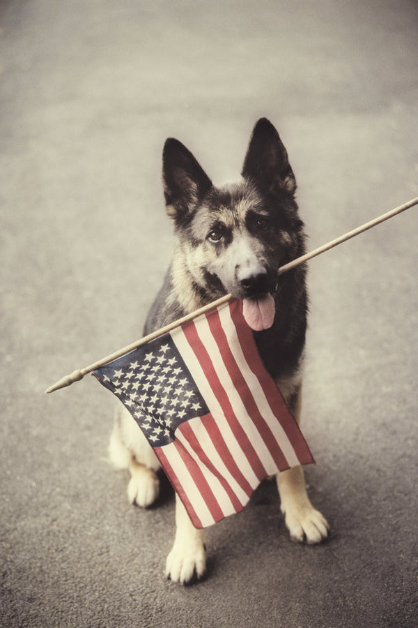 Dog Holding American Flag in Mouth posters & prints by Anonymous