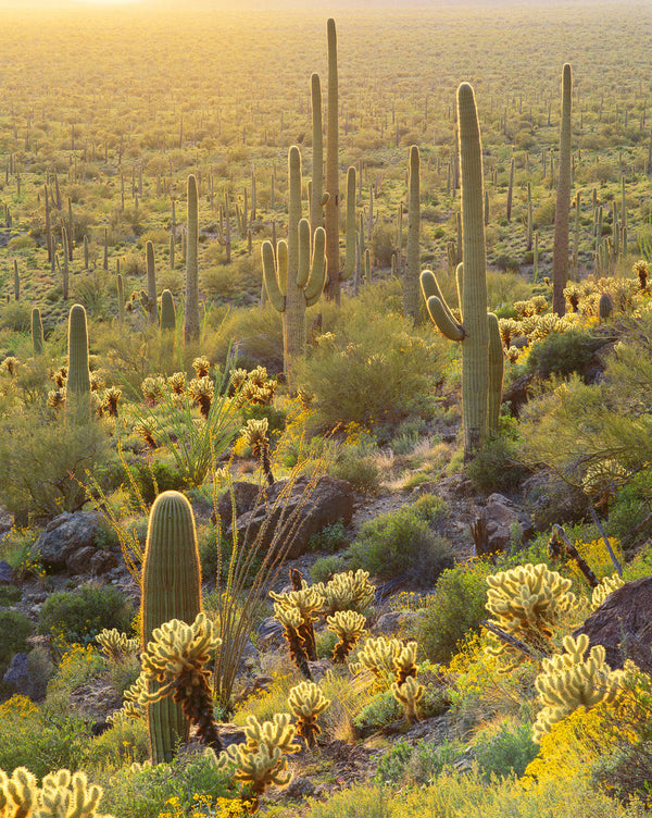 Desert Plants in Sonoran Desert posters & prints by Anonymous