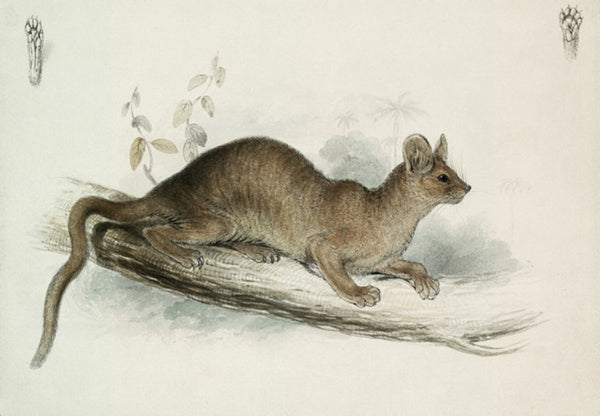 The Polecat, 19th century posters & prints by Edward Lear