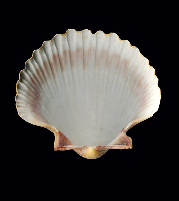 Scallop posters & prints by Linda Mann