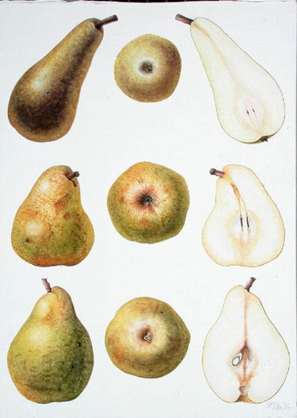 Six Pears, 1994 posters & prints by Margaret Ann Eden