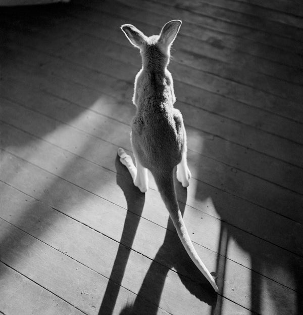 Young Kangaroo and Shadows posters & prints by Corbis