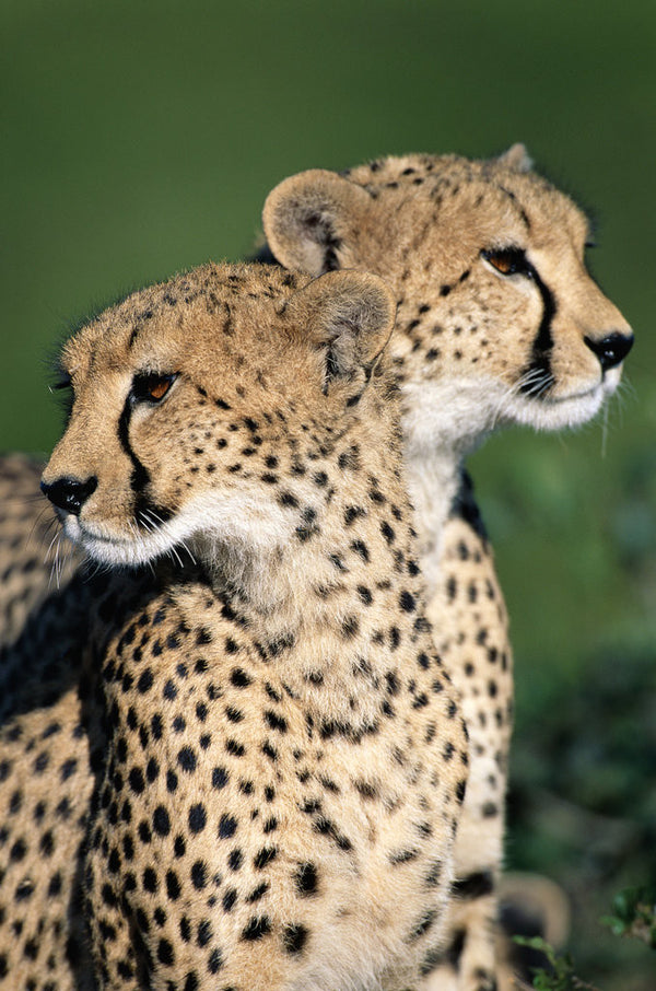 Two Cheetahs posters & prints by Anonymous
