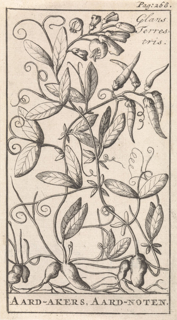 Lathyrus tuberosus, also known as the tuberous pea, tuberous vetchling ...