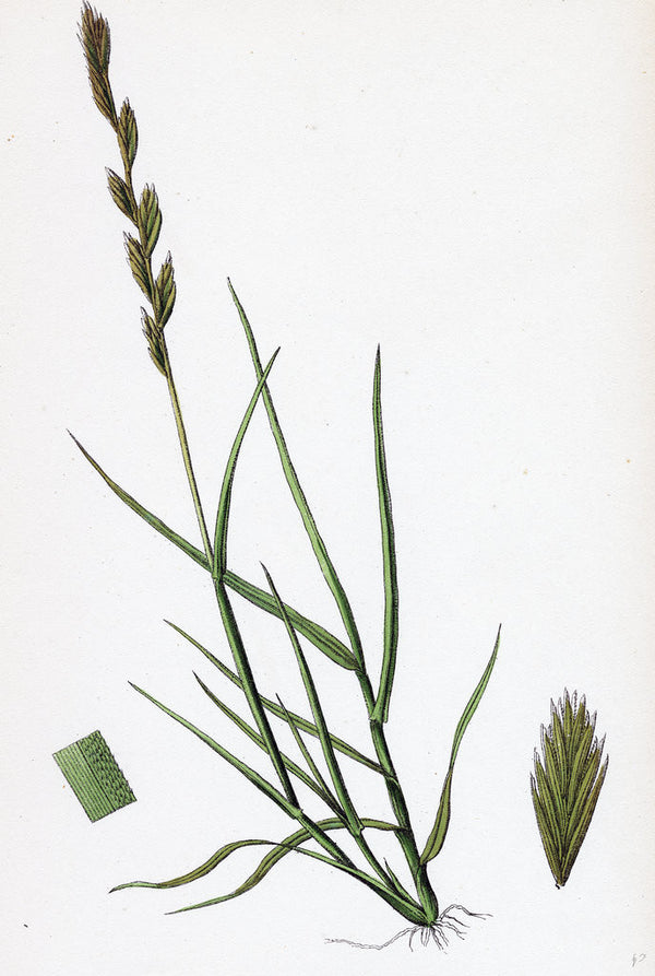 Triticum Acutum Decumbent Sea Couch-Grass posters & prints by Anonymous