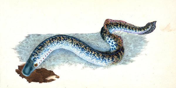 Great, or Sea Lamprey, Petromyzon marinus posters & prints by E. Donovan
