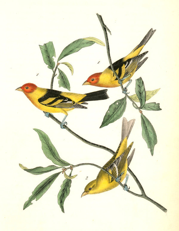 Louisiana Tanager posters & prints by John James Audubon