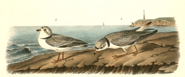 Piping Plover posters & prints by John James Audubon