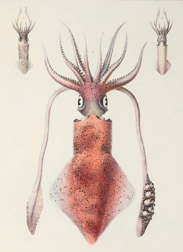 Loligo vulgaris Lamarck posters & prints by Jean Baptiste Vérany