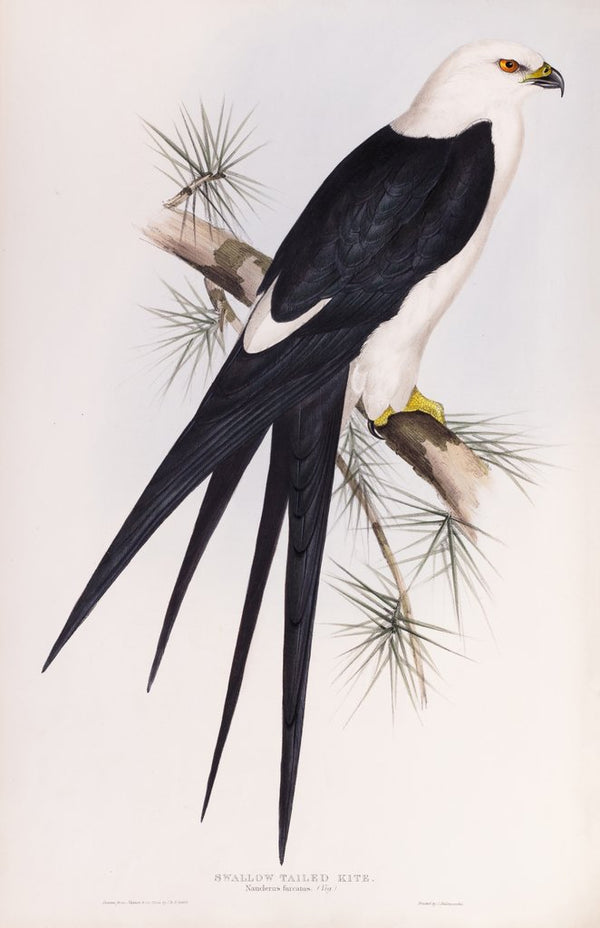 Swallow Tailed Kite; Nauclerus fercatus (Vig.) posters & prints by John ...