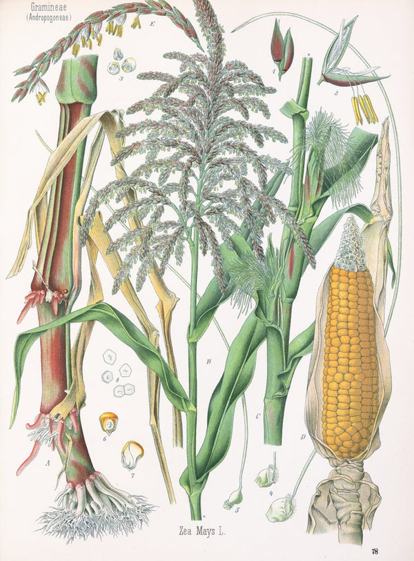 Zea mays L. posters & prints by Unknown