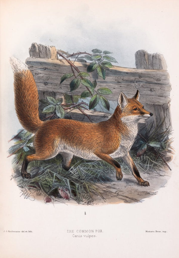 The Common Fox; Canis vulpes posters & prints by John Gerrard Keulemans