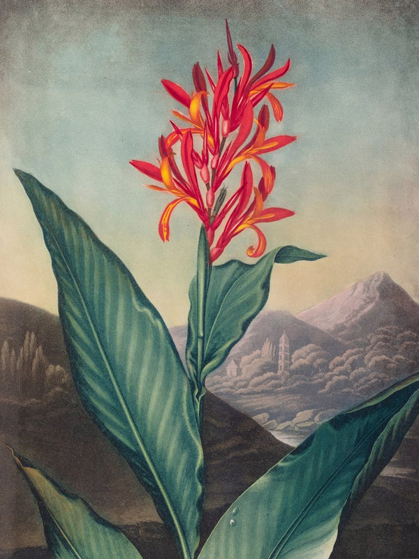 Indian Reed posters & prints by Peter Henderson