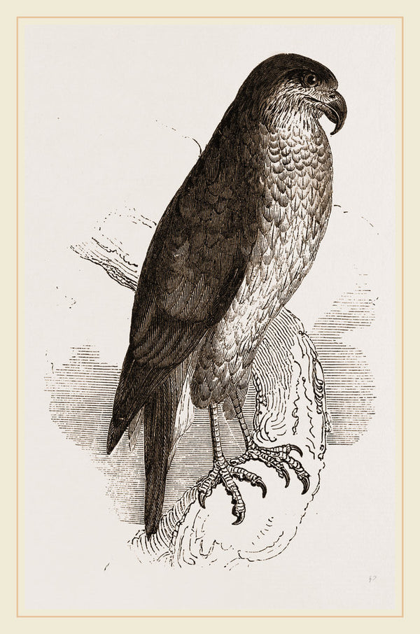Goshawk posters & prints by Anonymous