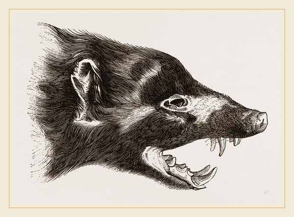 Head of Skunk posters & prints by Anonymous