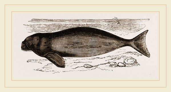 Dugong posters & prints by Anonymous