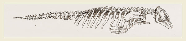 Skeleton of Manatee posters & prints by Anonymous