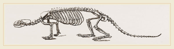 Skeleton of European River-Otter posters & prints by Anonymous