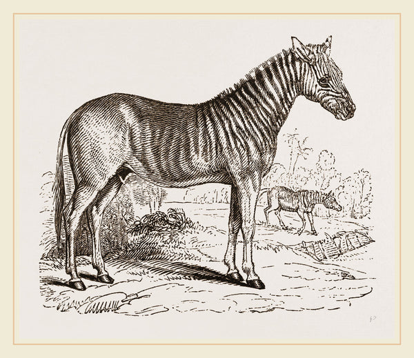 Quagga posters & prints by Anonymous