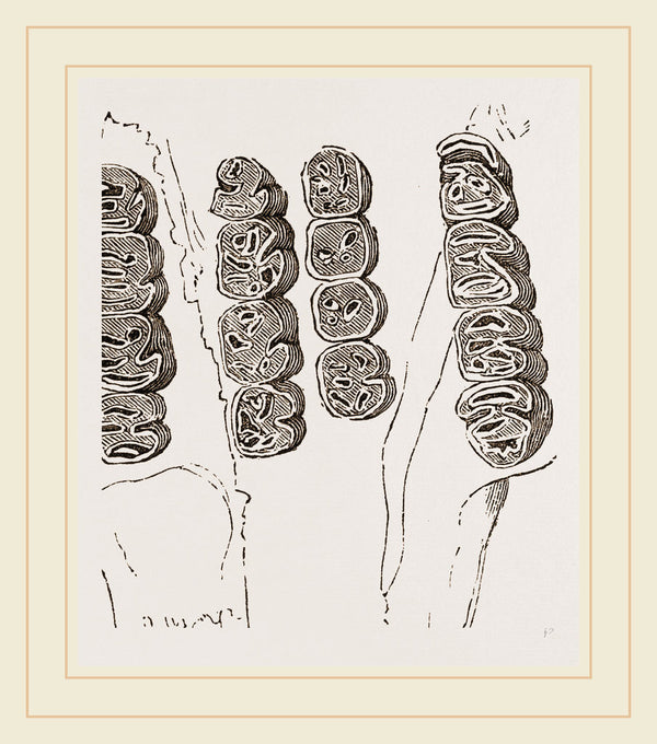 Teeth of Agouti posters & prints by Anonymous