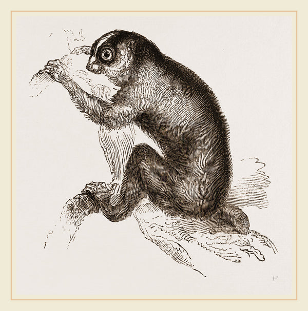 Slow-paced Loris posters & prints by Anonymous