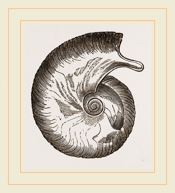 Ammonite posters & prints by Anonymous