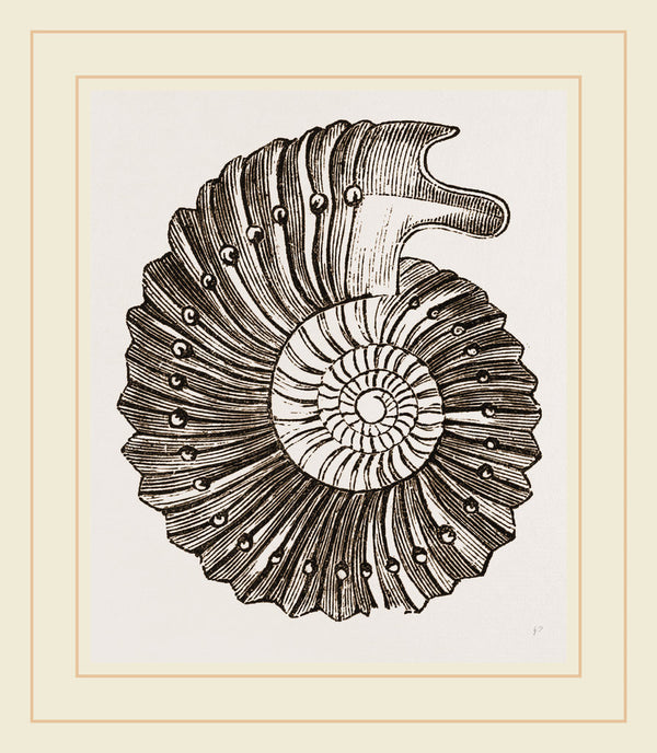Ammonite posters & prints by Anonymous