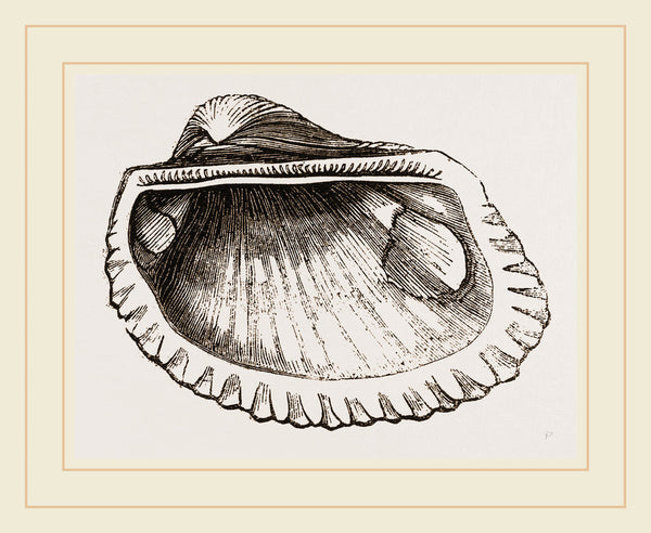 Antique Arca posters & prints by Anonymous