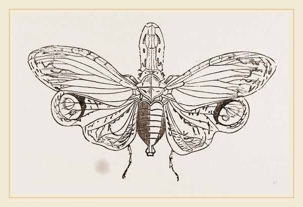 Lantern-Fly posters & prints by Anonymous