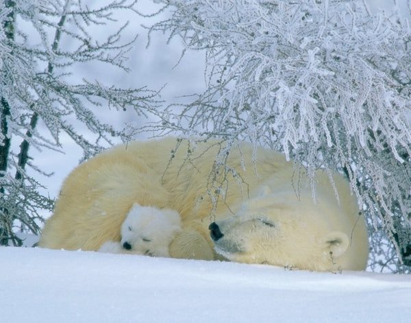 Safe and sound posters & prints by @wildmanrouse