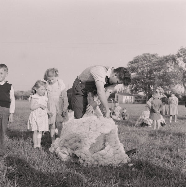 Sheep shearing posters & prints by Manx Press Pictures