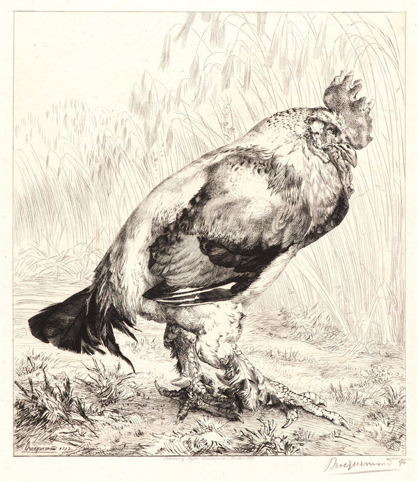 The Old Rooster (Le Vieux Coq) posters & prints by Félix Bracquemond
