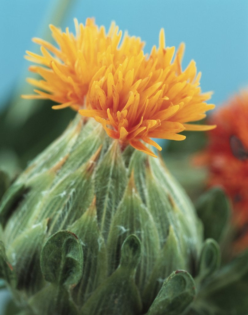 Orange Thistle posters & prints by Anonymous