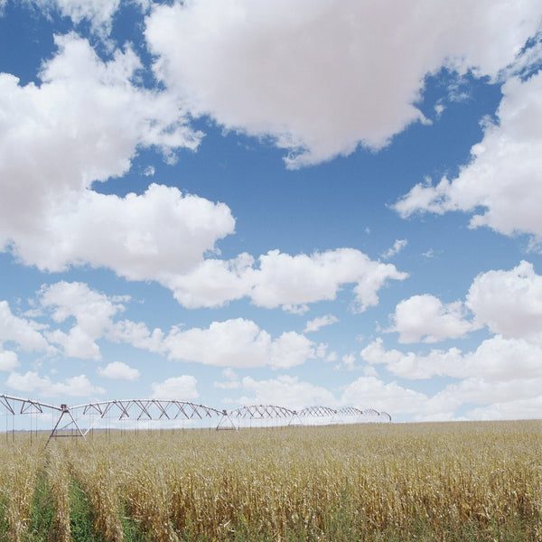 Crops growing in a field posters & prints by Anonymous