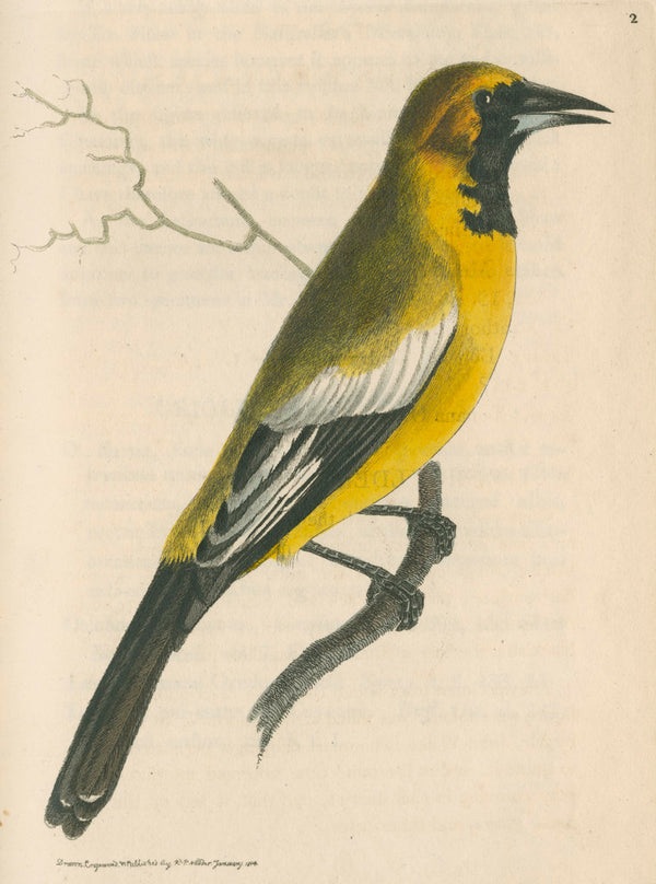 'White-shouldered banana oriole' [Oriole blackbird] posters & prints by ...