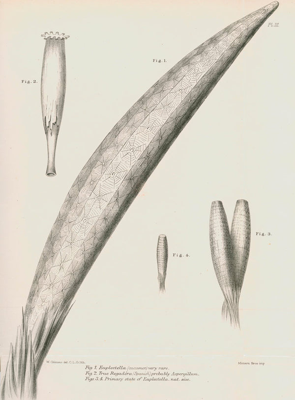 Specimens of Euplectella [Venus's flower basket] posters & prints by C L G