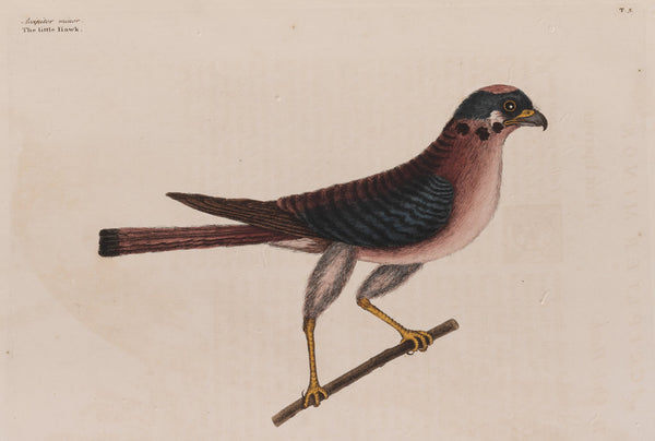 The little hawk posters & prints by Mark Catesby